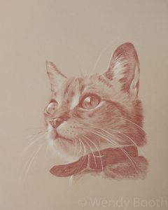 Kitten - Wendy Booth: Portrait Artist