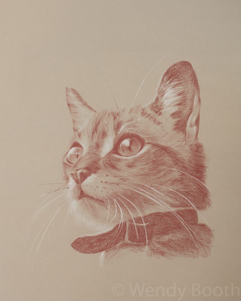 Kitten - Wendy Booth: Portrait Artist